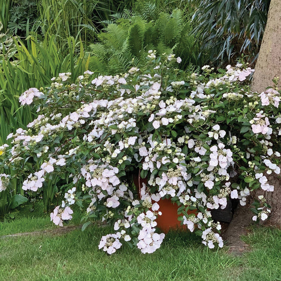 L'incroyable Hydrangée Cascade | 'FAIRYTRAIL BRIDE®' | Botanix ...