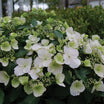 Cascading White Blooms | 'Fairytrail Bride' Hydrangea | Botanix ...