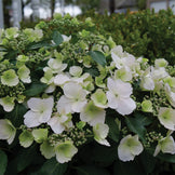 Cascading White Blooms | 'Fairytrail Bride' Hydrangea | Botanix ...