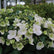Cascading White Blooms | 'Fairytrail Bride' Hydrangea | Botanix ...