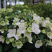 Cascading White Blooms | 'Fairytrail Bride' Hydrangea | Botanix ...