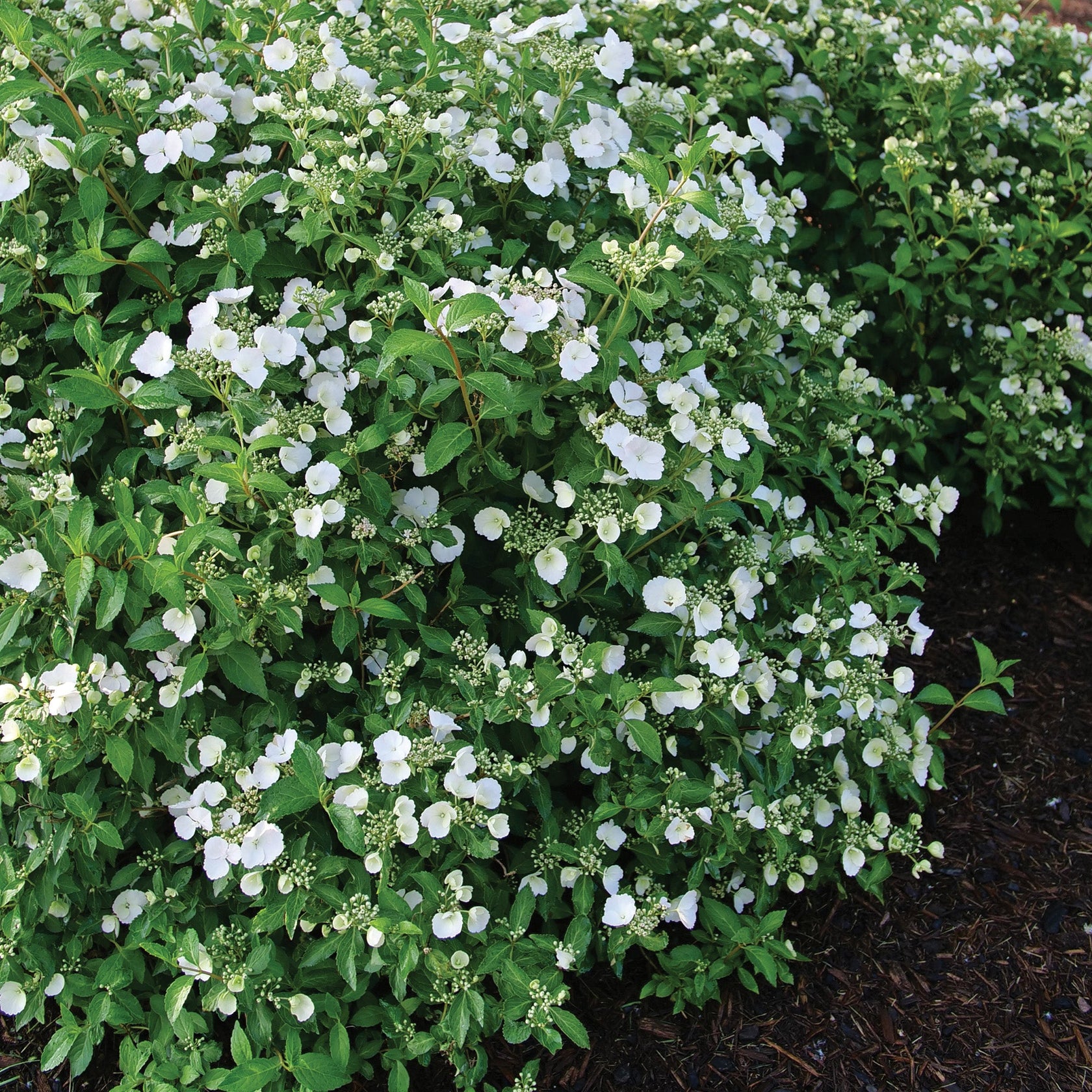 FAIRYTRAIL BRIDE® Cascade Hydrangea – Jardineries Botanix