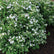 Cascading White Blooms | 'Fairytrail Bride' Hydrangea | Botanix ...