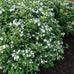 Cascading White Blooms | 'Fairytrail Bride' Hydrangea | Botanix ...