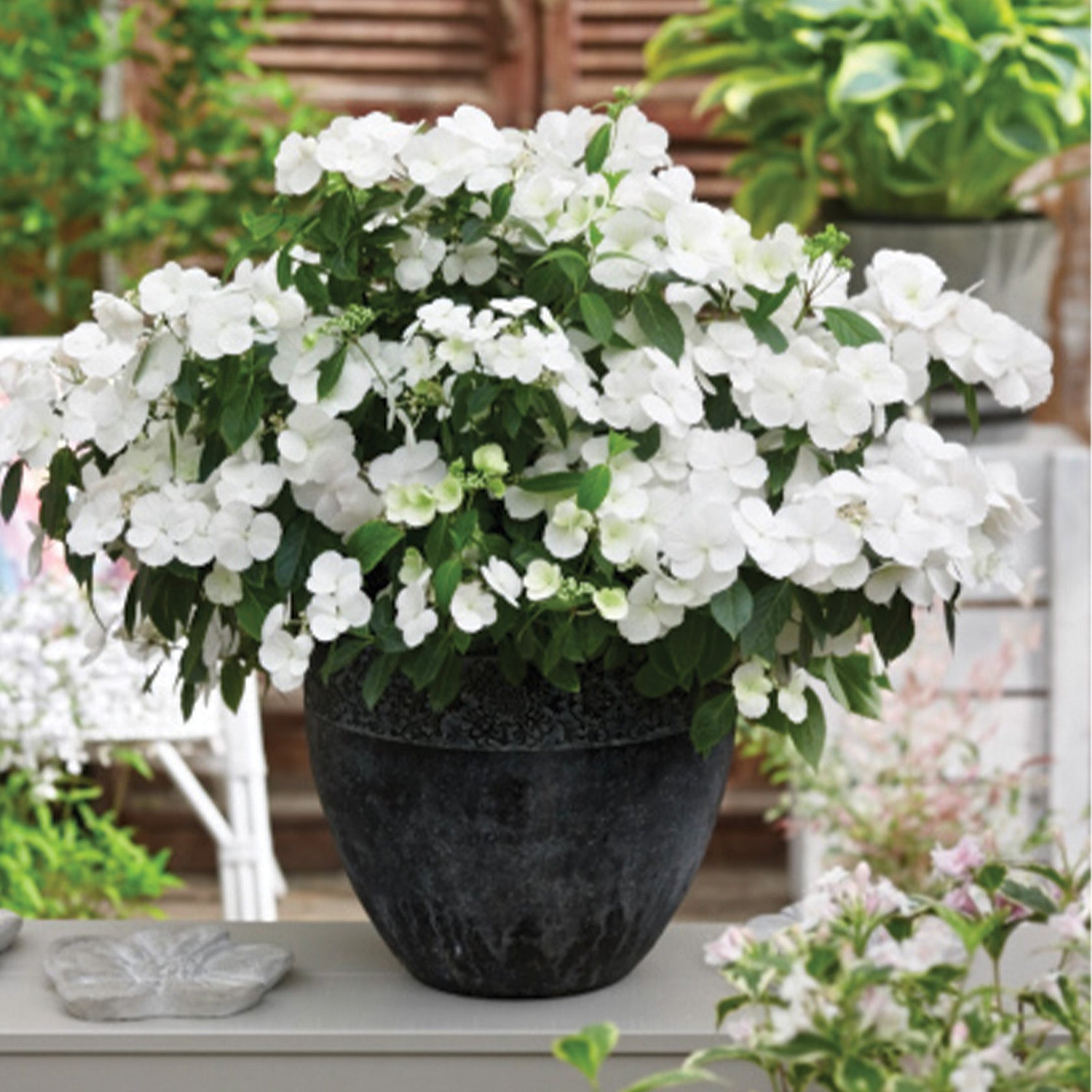 L'incroyable Hydrangée Cascade | 'FAIRYTRAIL BRIDE®' | Botanix ...