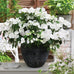 Cascading White Blooms | 'Fairytrail Bride' Hydrangea | Botanix ...