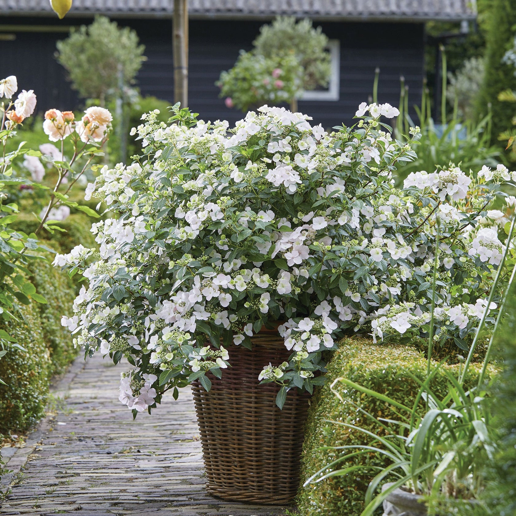 Hydrangée cascade FAIRYTRAIL BRIDE® – Jardineries Botanix