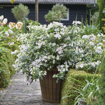 Cascading White Blooms | 'Fairytrail Bride' Hydrangea | Botanix ...