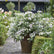 Cascading White Blooms | 'Fairytrail Bride' Hydrangea | Botanix ...