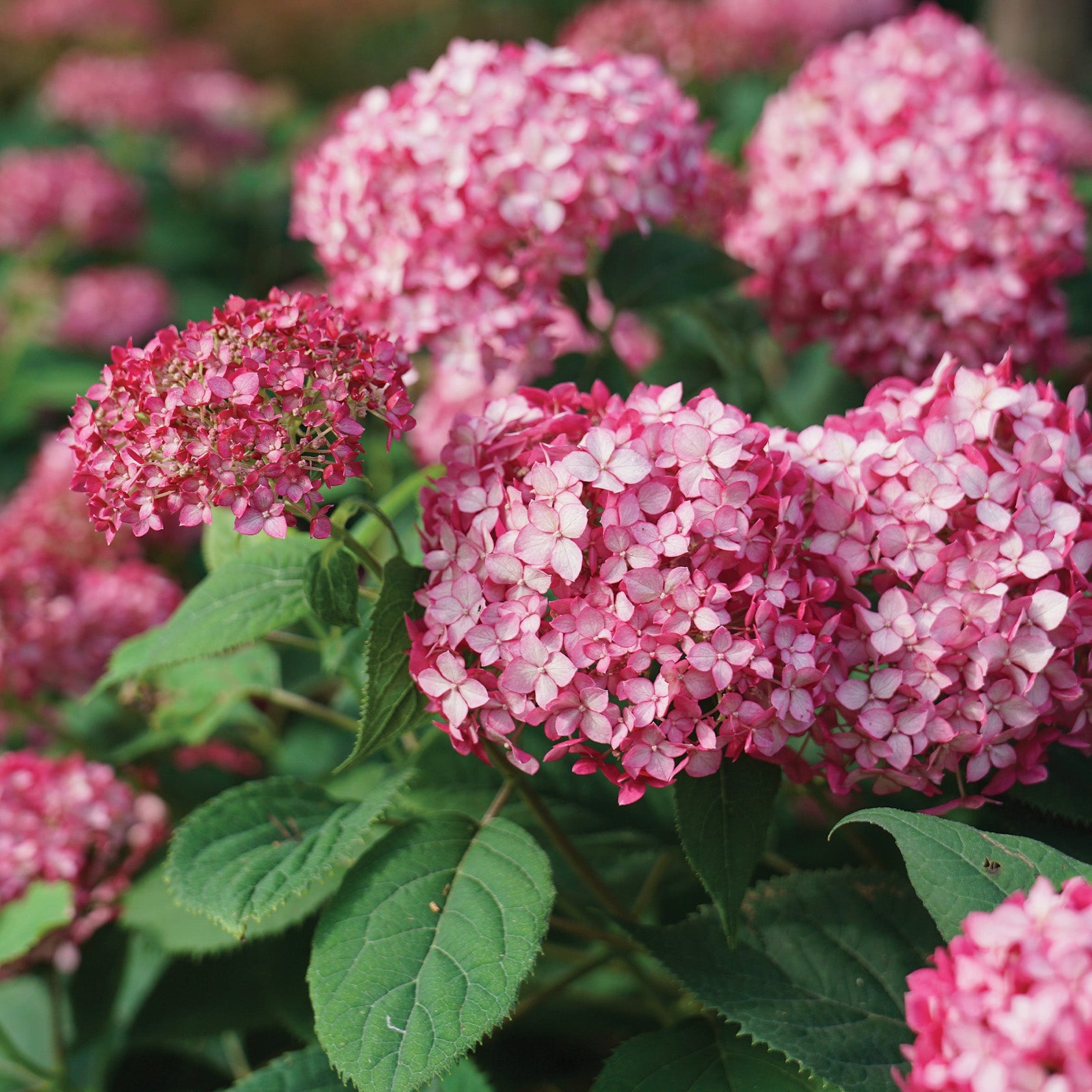 Hydrangea arborescens INVINCIBELLE® Ruby - Hydrangée INVINCIBELLE® Rub ...