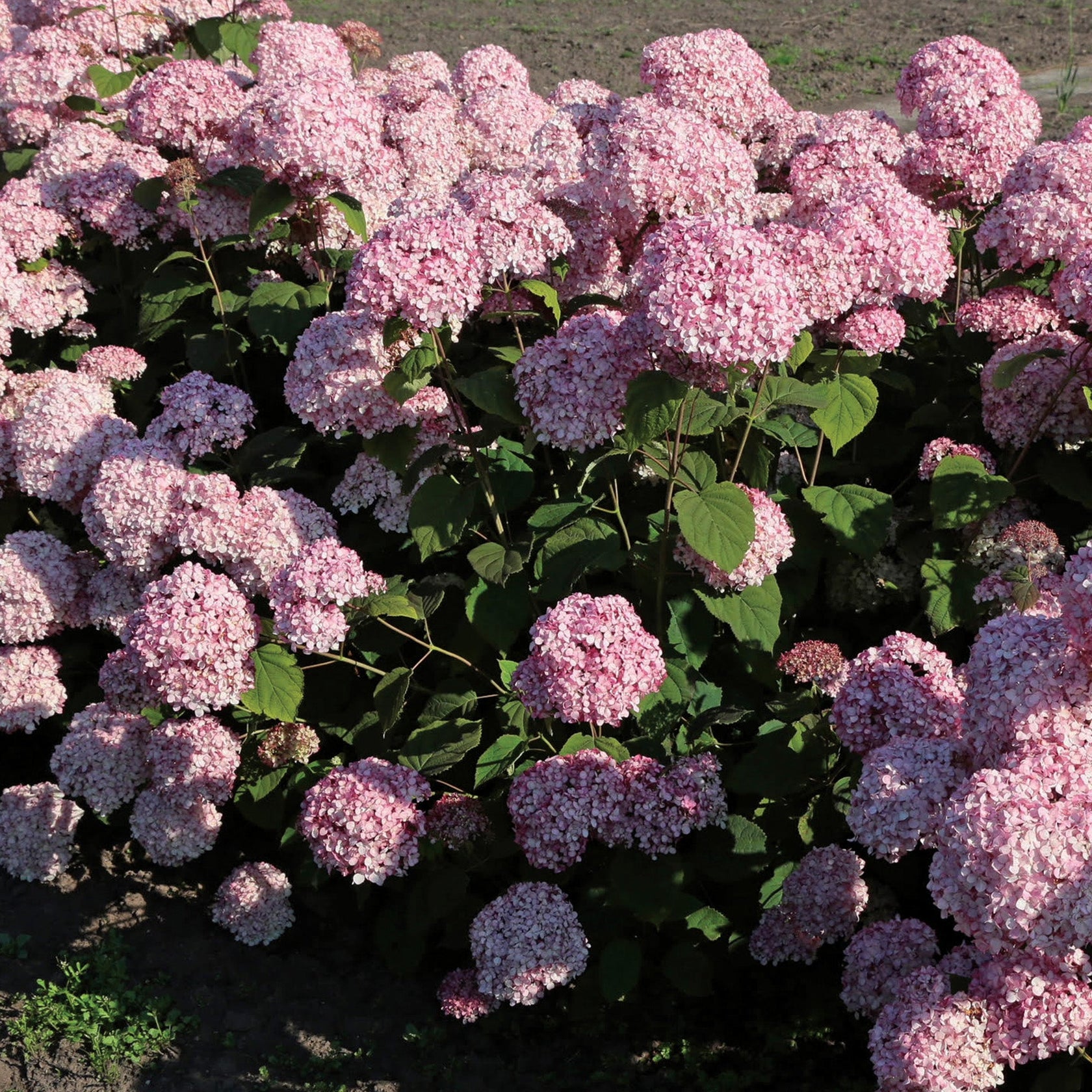 Hydrangée arborescente 'Pinkerella' – Jardineries Botanix
