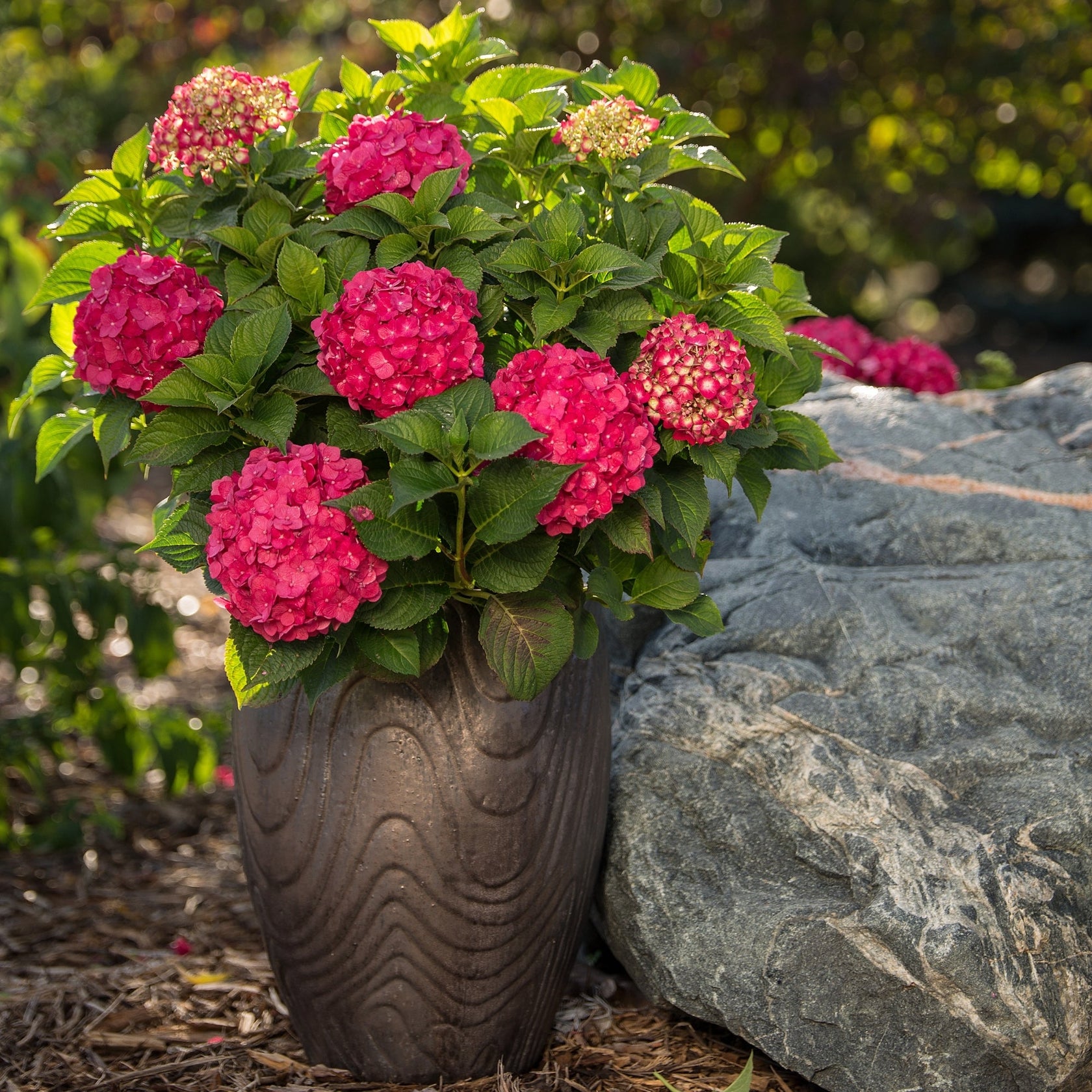 Hydrangea Endless Summer® Pop Star® - Compact et résistant aux maladies ...
