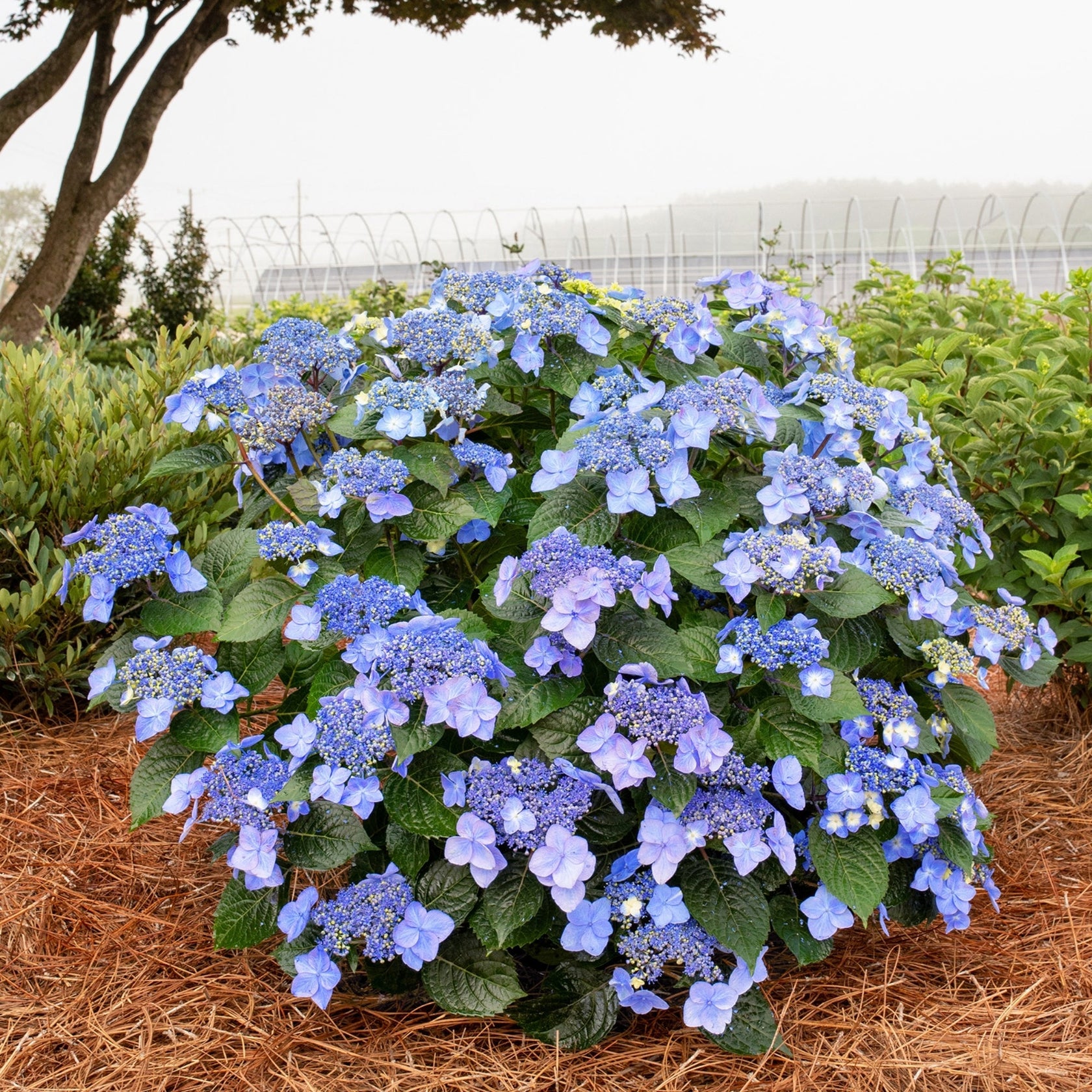 Hydrangea Endless Summer® Pop Star® - Compact et résistant aux maladies ...