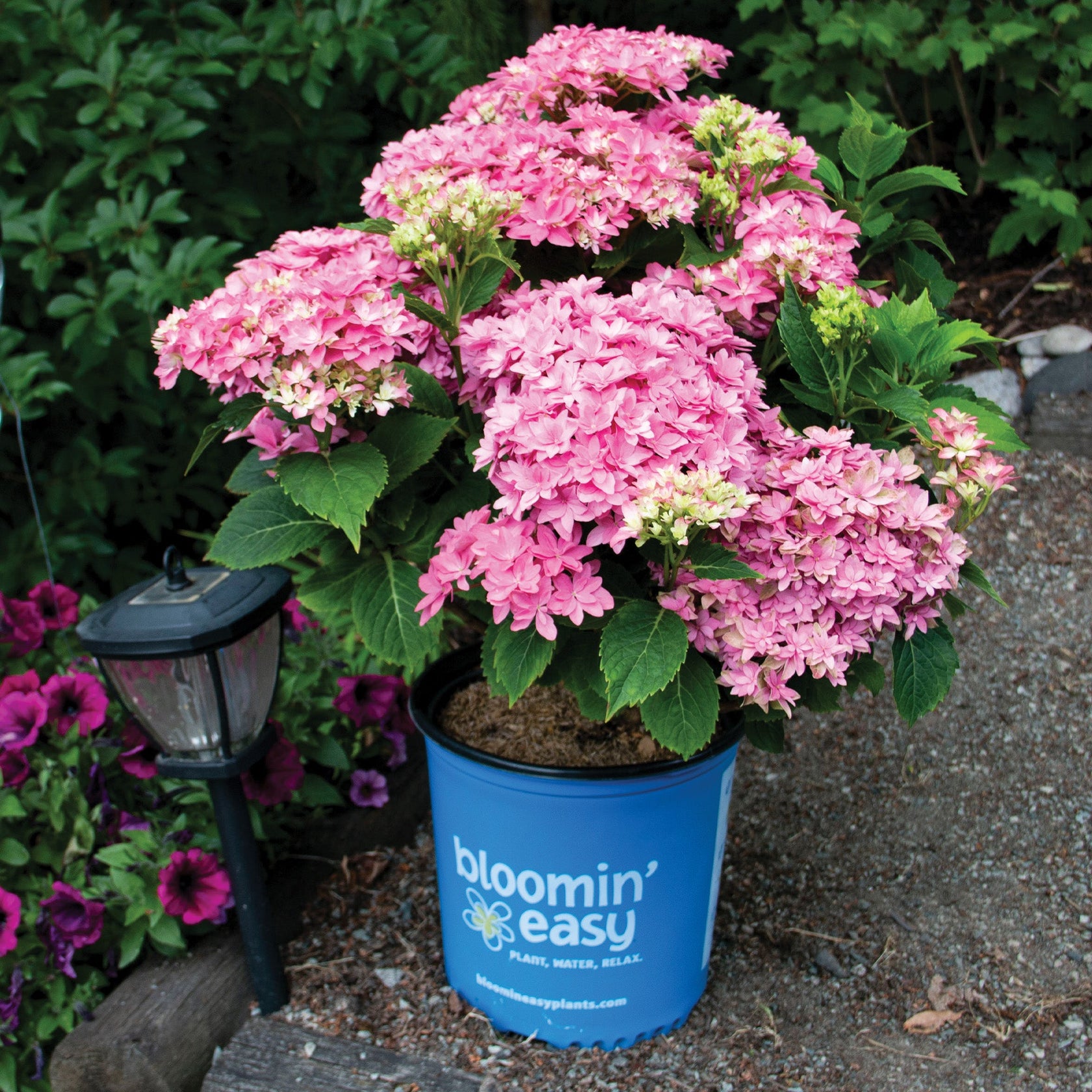 Hydrangea macrophylla 'Starfield™' - Hydrangée à grandes feuilles STAR ...