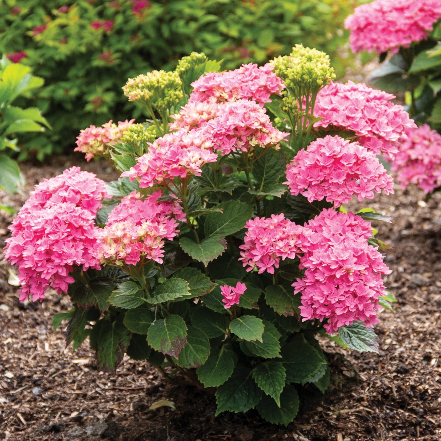 STARFIELD™ Bigleaf Hydrangea – Jardineries Botanix
