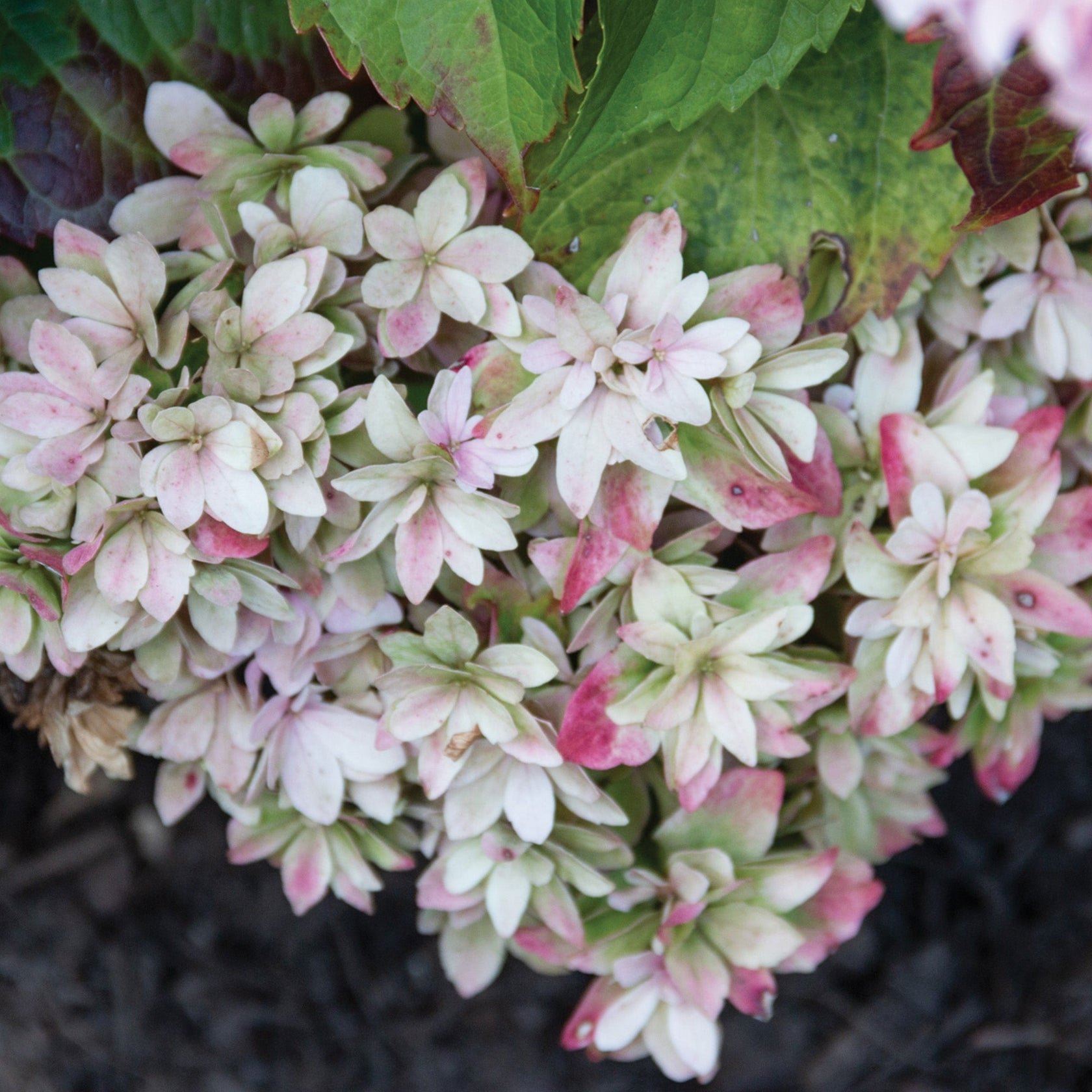 STARFIELD™ Bigleaf Hydrangea – Jardineries Botanix