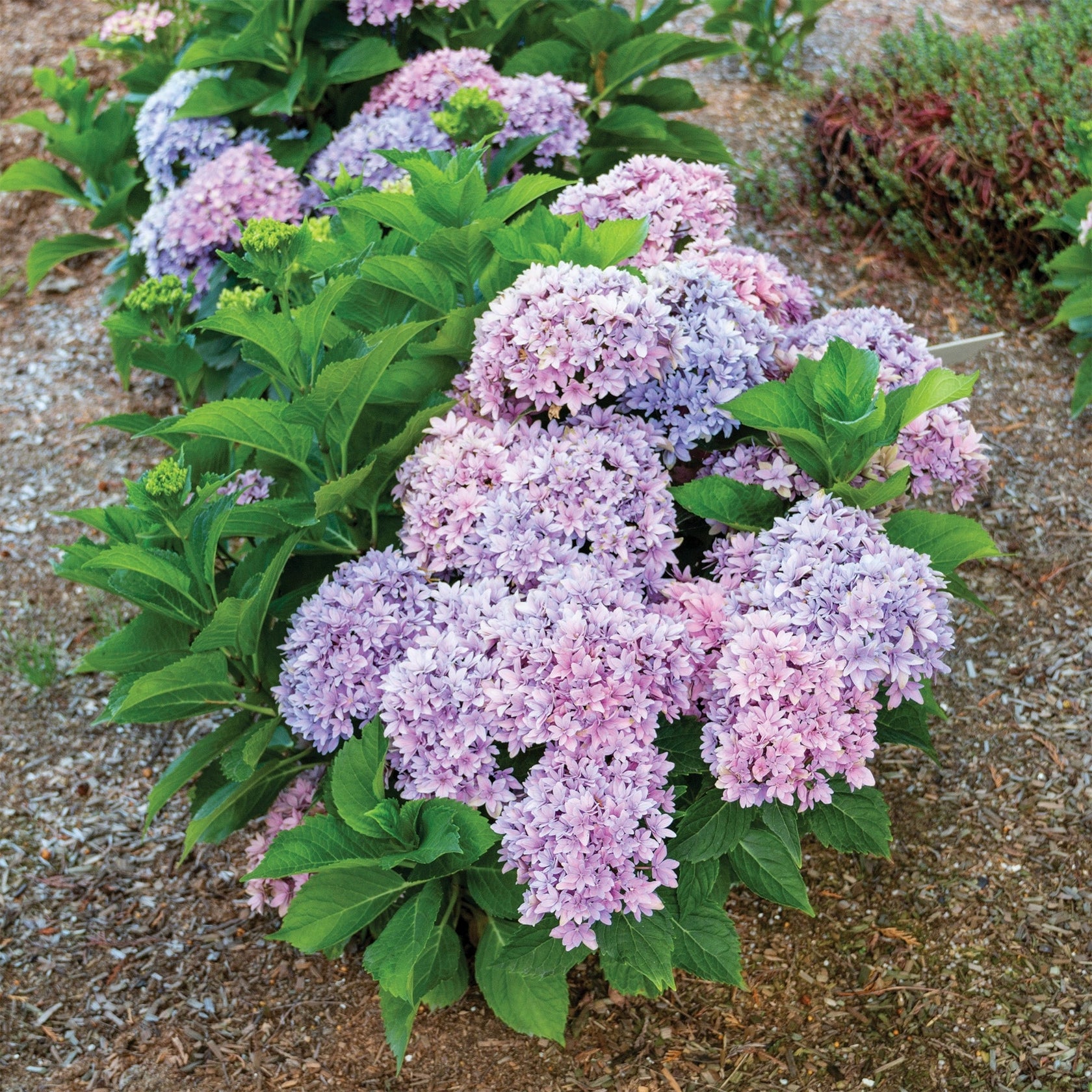 STARFIELD™ Bigleaf Hydrangea – Jardineries Botanix