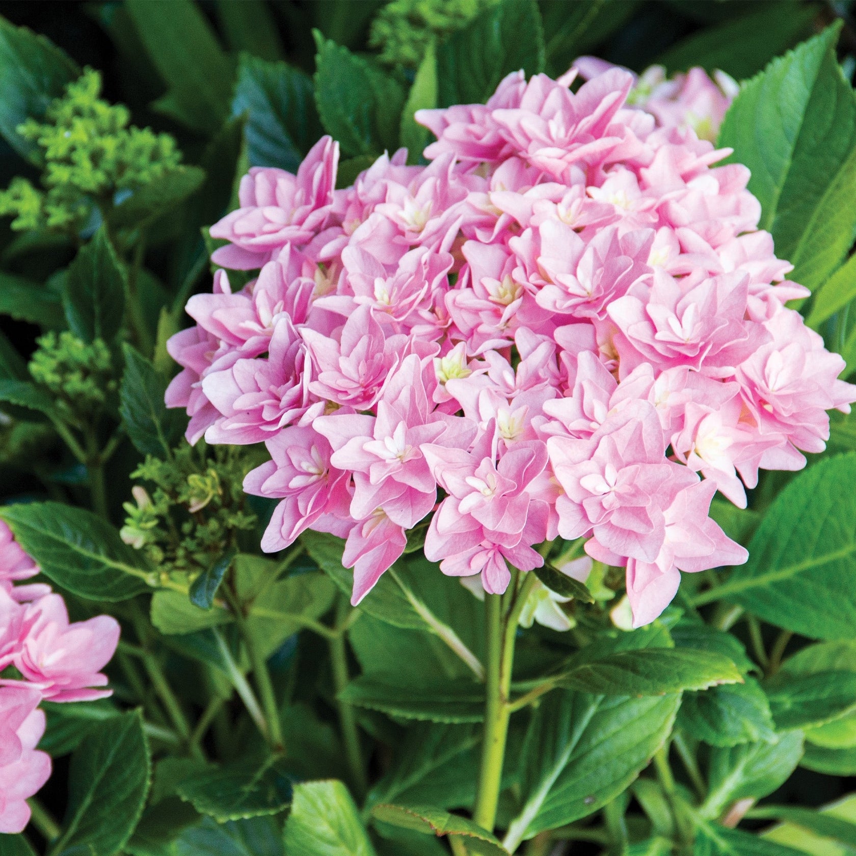 STARFIELD™ Bigleaf Hydrangea – Jardineries Botanix