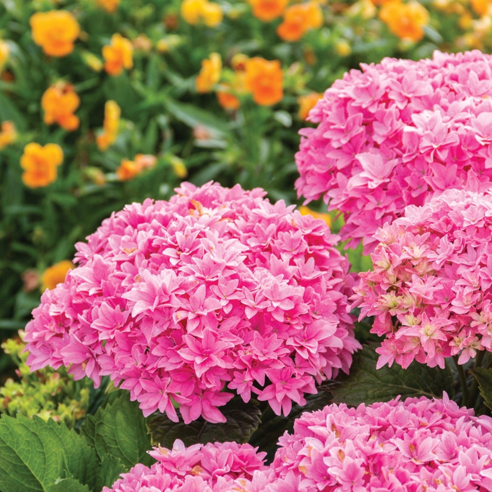 STARFIELD™ Bigleaf Hydrangea – Jardineries Botanix