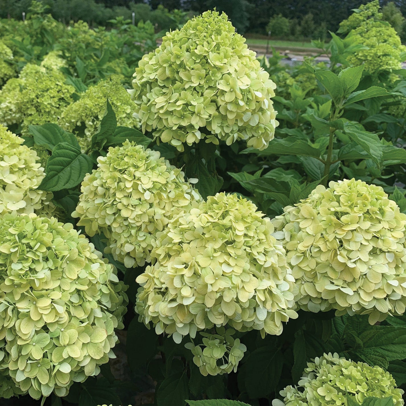 Hydrangée paniculée 'Amigo precioso' – Jardineries Botanix