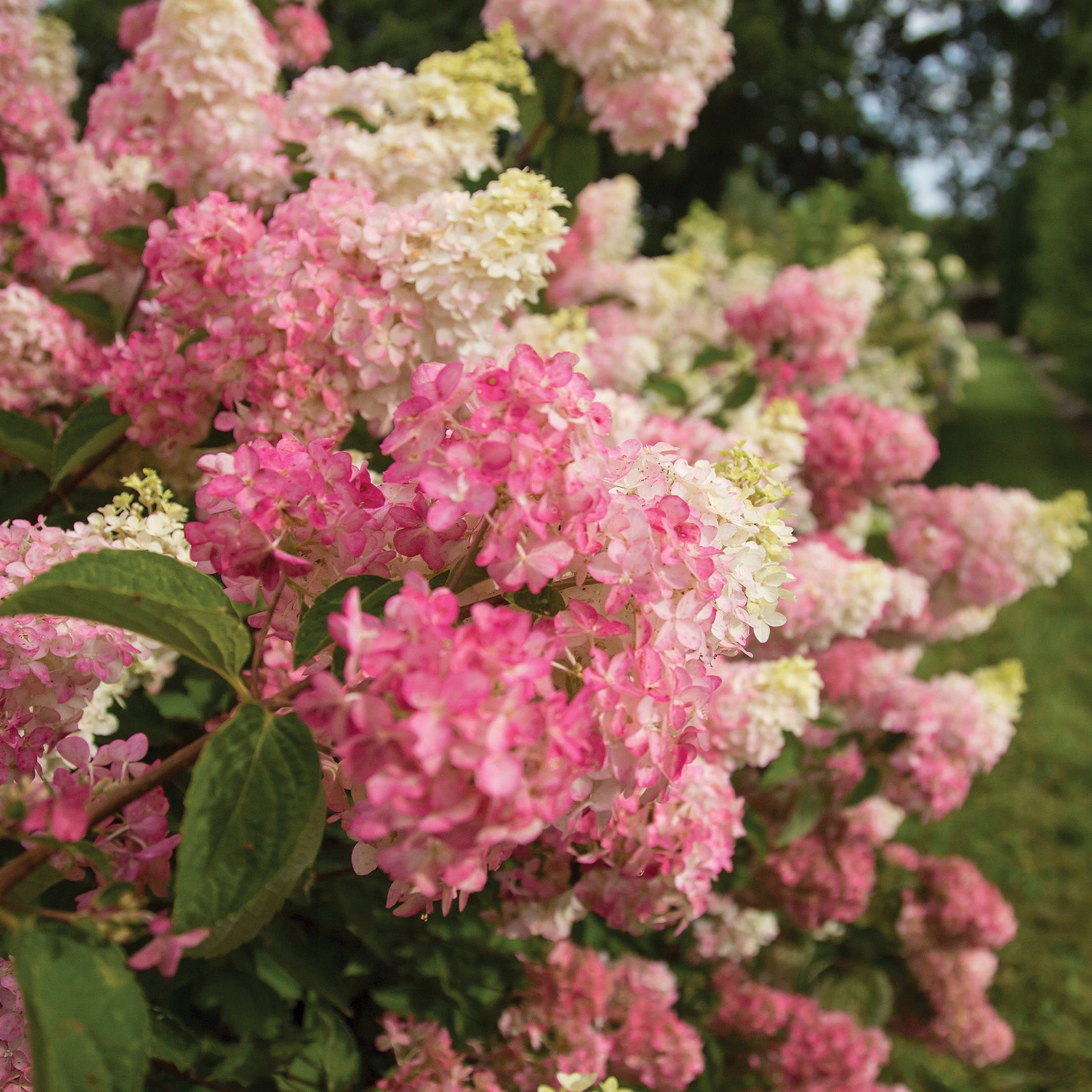Hydrangée 'Berry White' | Fleurs Blanches à Rouges | Hydrangea ...