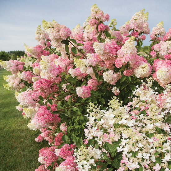 Hydrangée 'Berry White' | Fleurs Blanches à Rouges | Hydrangea ...