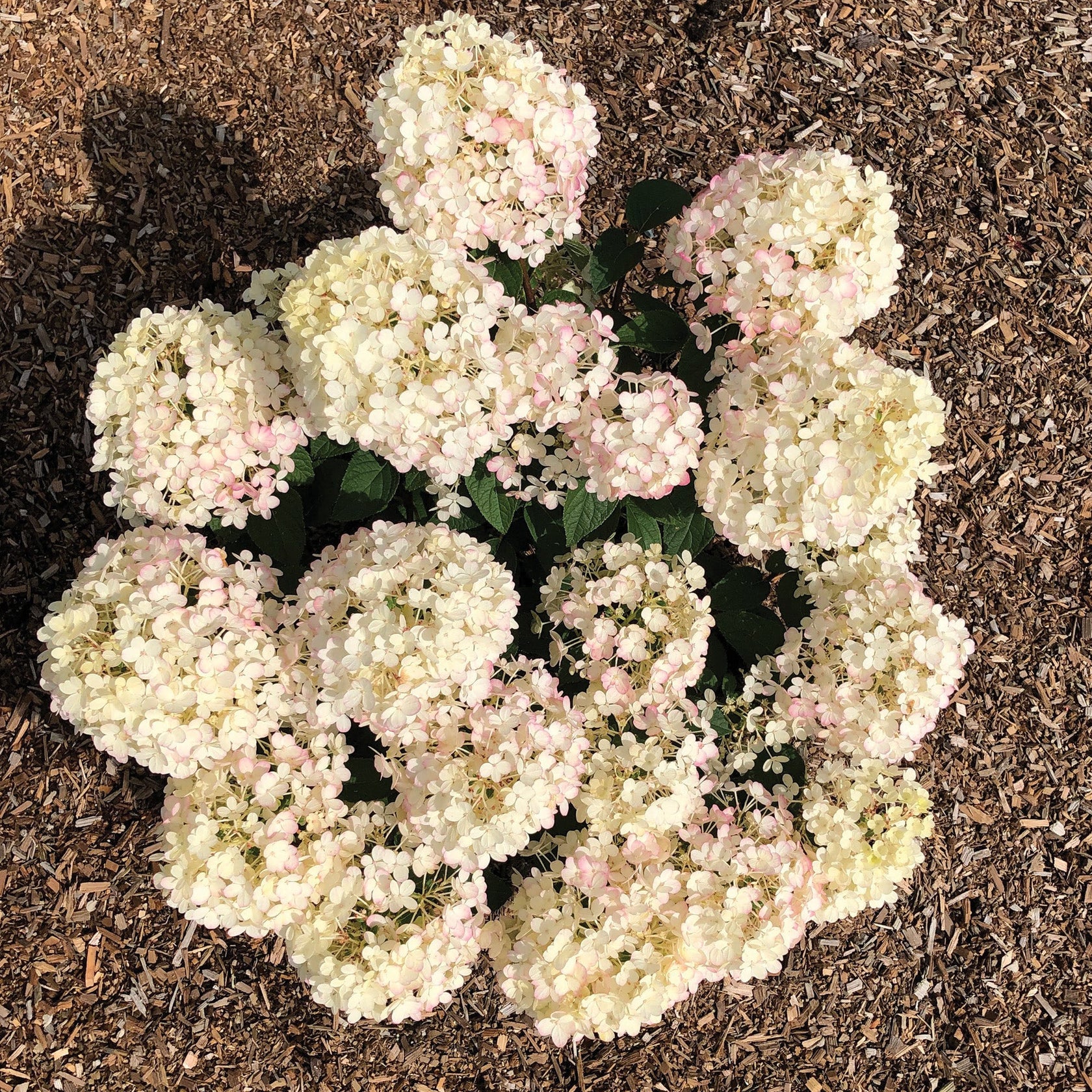 Dragon Baby' Panicle Hydrangea – Jardineries Botanix