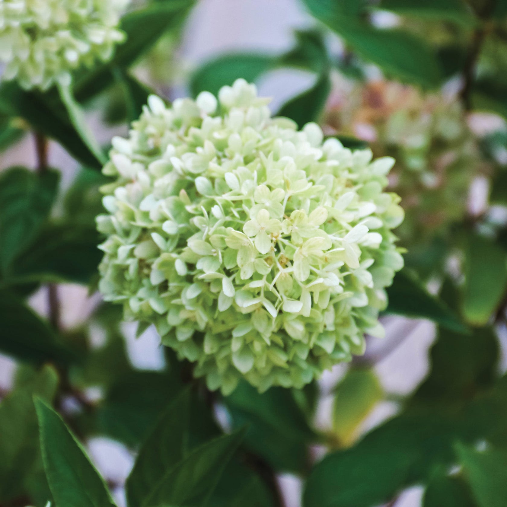 Dragon Baby' Panicle Hydrangea – Jardineries Botanix
