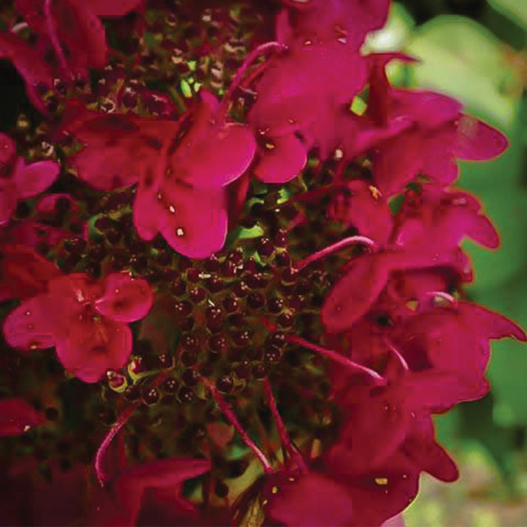 Hydrangea 'Fire and Ice'® (Hydrangea paniculata) | Colour Show ...