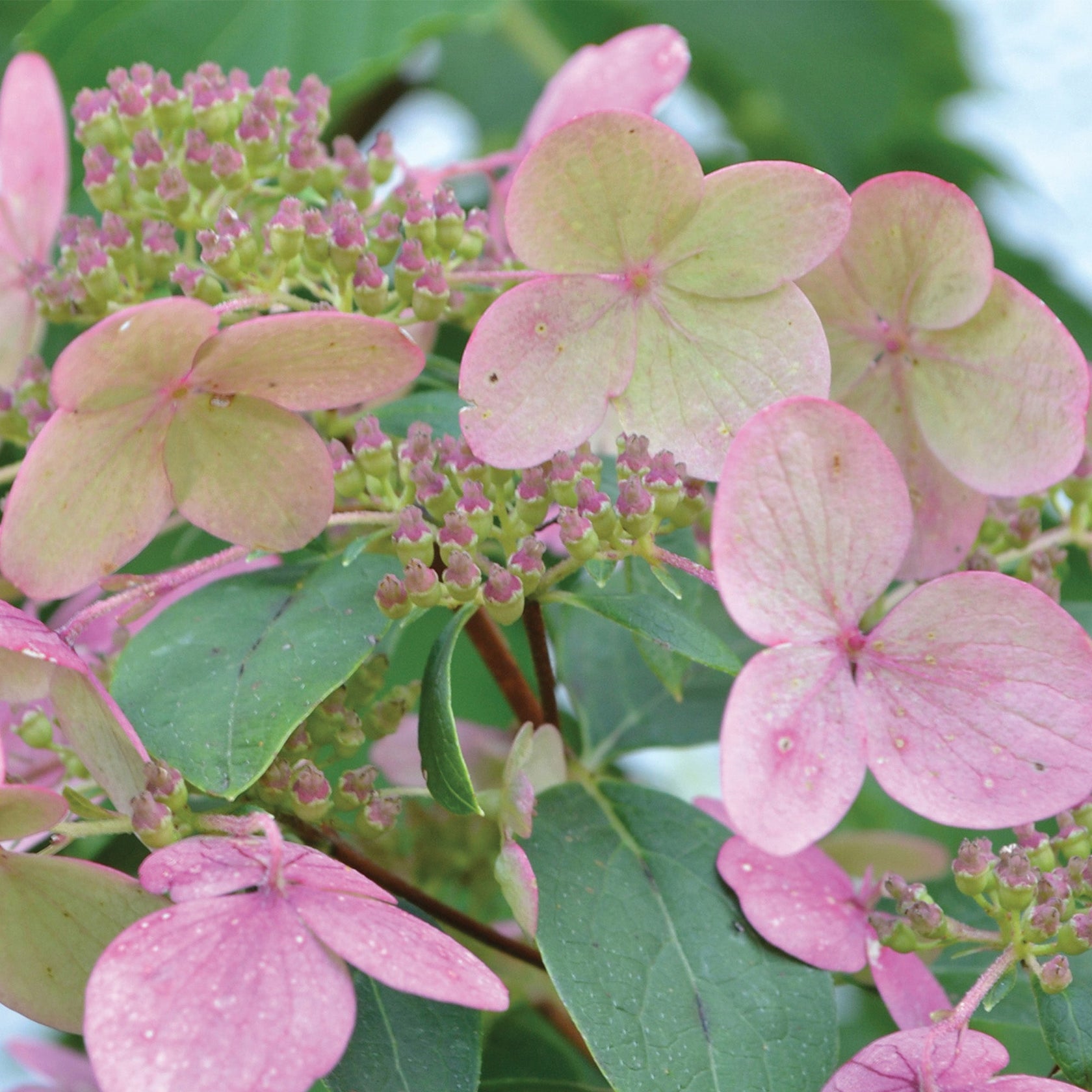 Hydrangea 'Fire and Ice'® (Hydrangea paniculata) | Colour Show ...