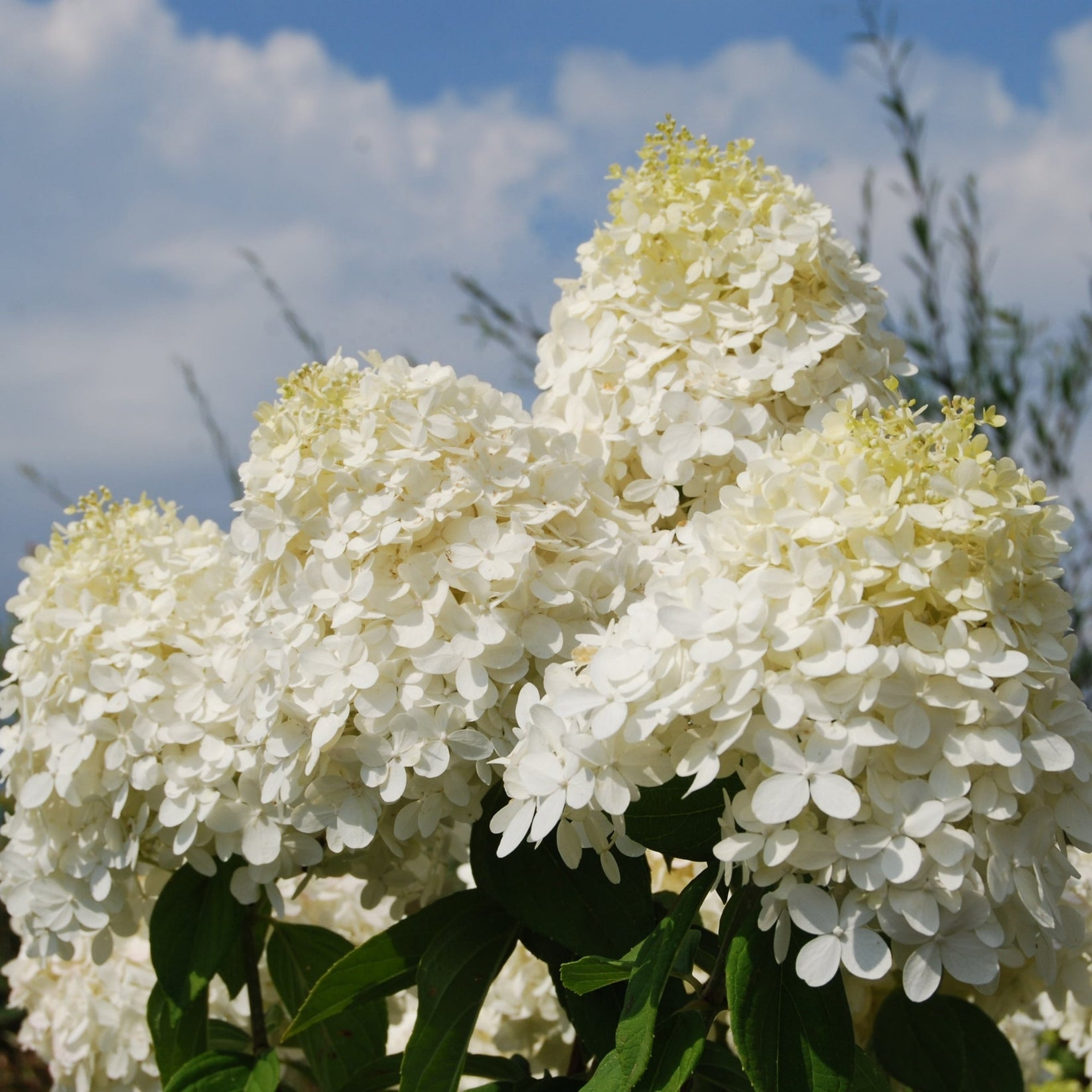 Hydrangée paniculée LIMELIGHT® sur tige – Jardineries Botanix