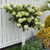 Hydrangée paniculée LIMELIGHT® sur tige – Jardineries Botanix