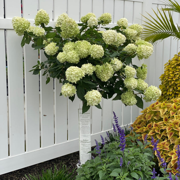 Hydrangée paniculée LIMELIGHT® sur tige – Jardineries Botanix
