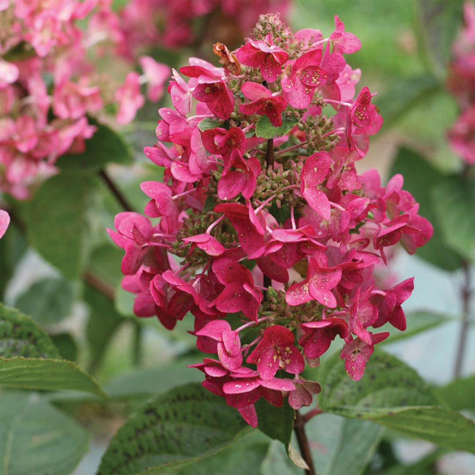 MEGA MINDY® Panicle Hydrangea – Jardineries Botanix