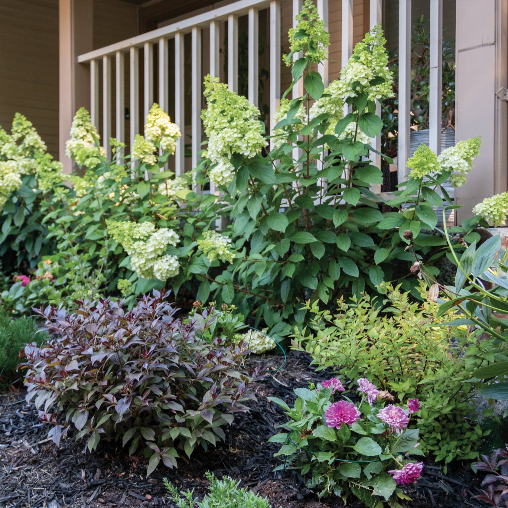 Hydrangée paniculée MOONROCK® – Jardineries Botanix