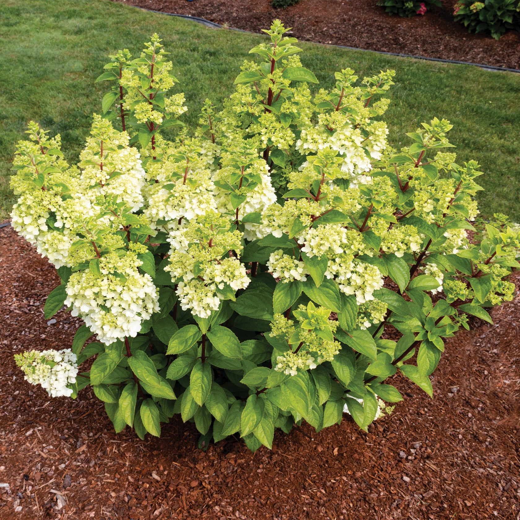 MOONROCK® Panicle Hydrangea – Jardineries Botanix