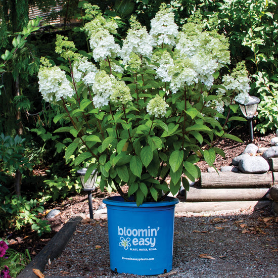 MOONROCK® Panicle Hydrangea – Jardineries Botanix