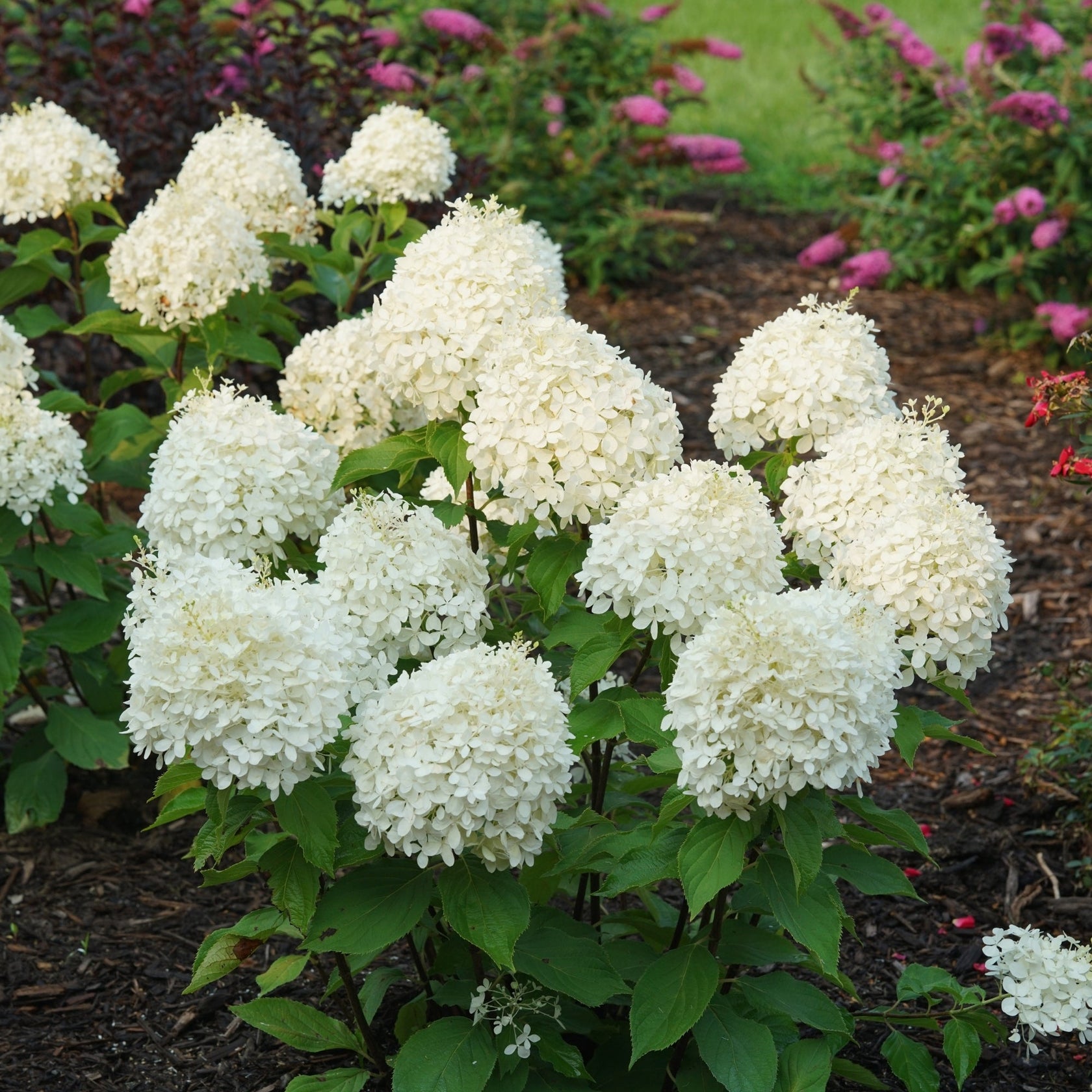 PUFFER FISH® Panicle Hydrangea – Jardineries Botanix