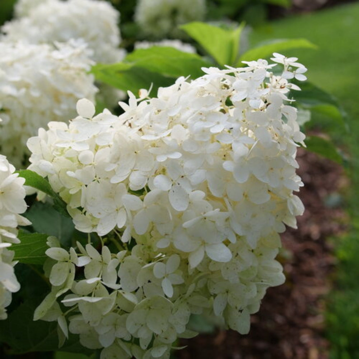 PUFFER FISH® Panicle Hydrangea – Jardineries Botanix