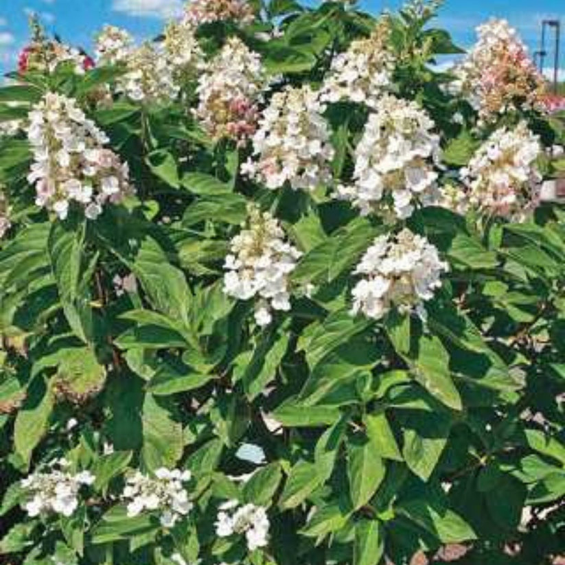 Snow Mountain' Hydrangea standard (Kyushu) – Jardineries Botanix