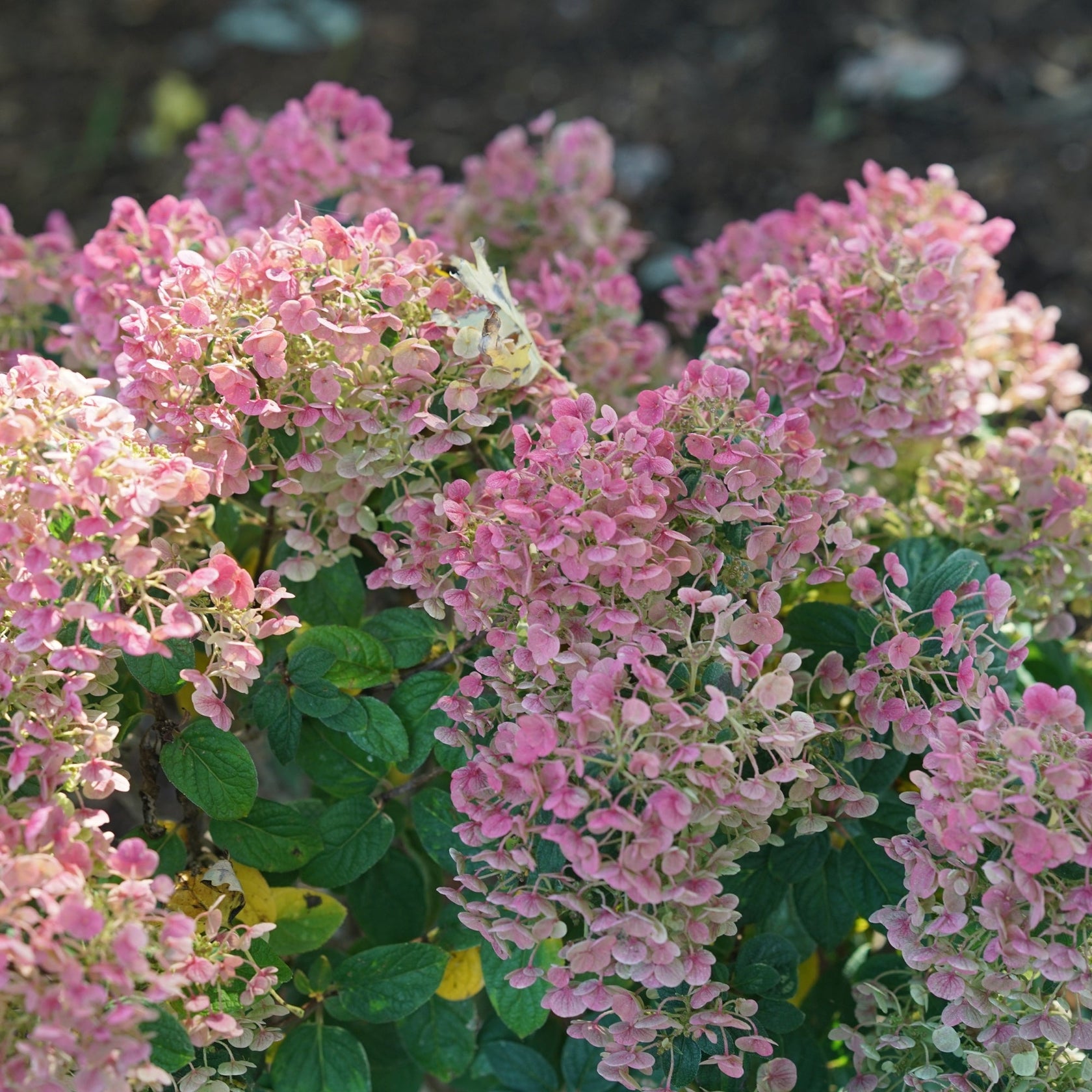Hydrangée paniculée TINY QUICK FIRE® – Jardineries Botanix