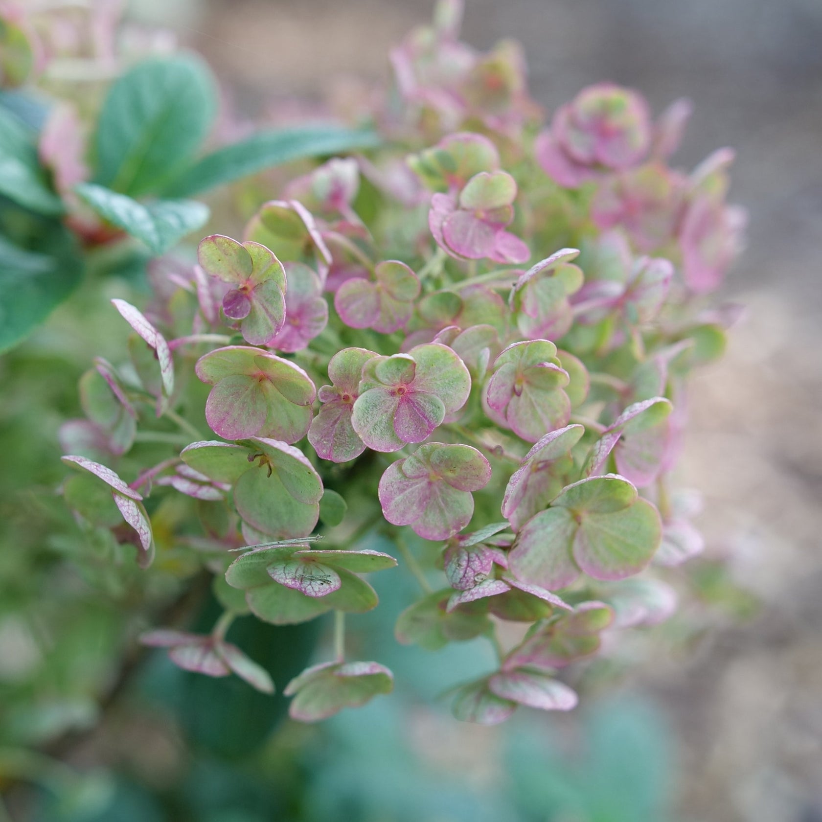TINY QUICK FIRE® Panicle Hydrangea – Jardineries Botanix