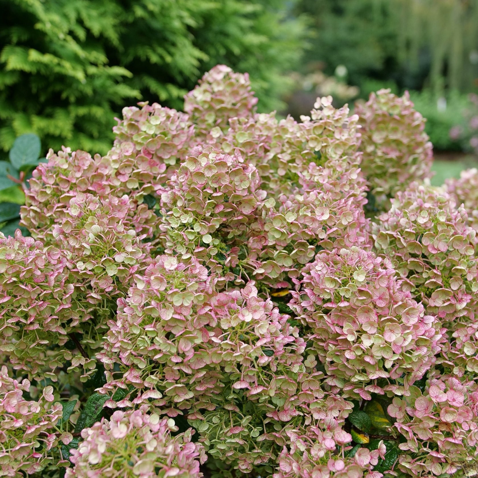 TINY QUICK FIRE® Panicle Hydrangea – Jardineries Botanix