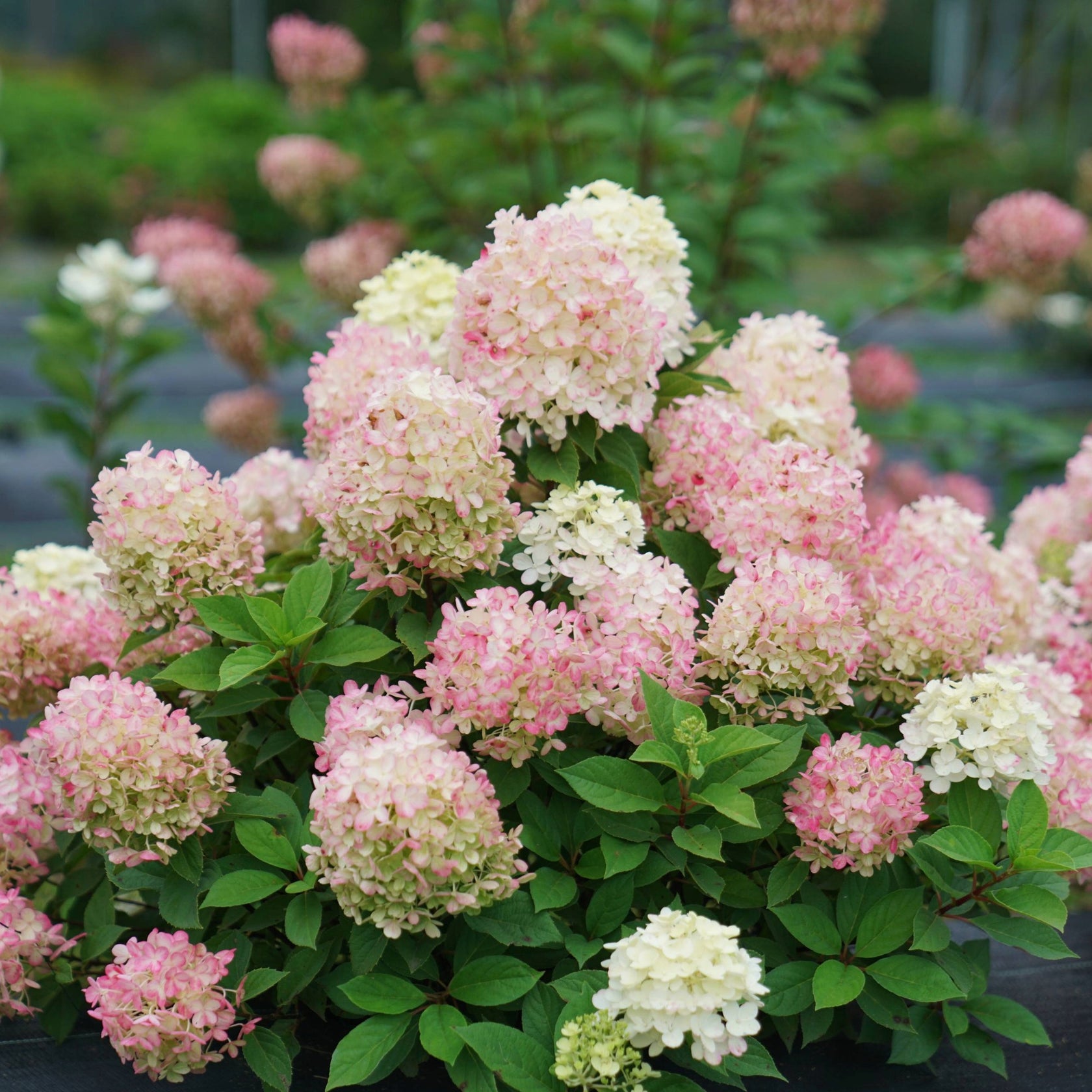 A Fireworks of Summer Colour | Fire Light® Hydrangea | Hydrangea ...
