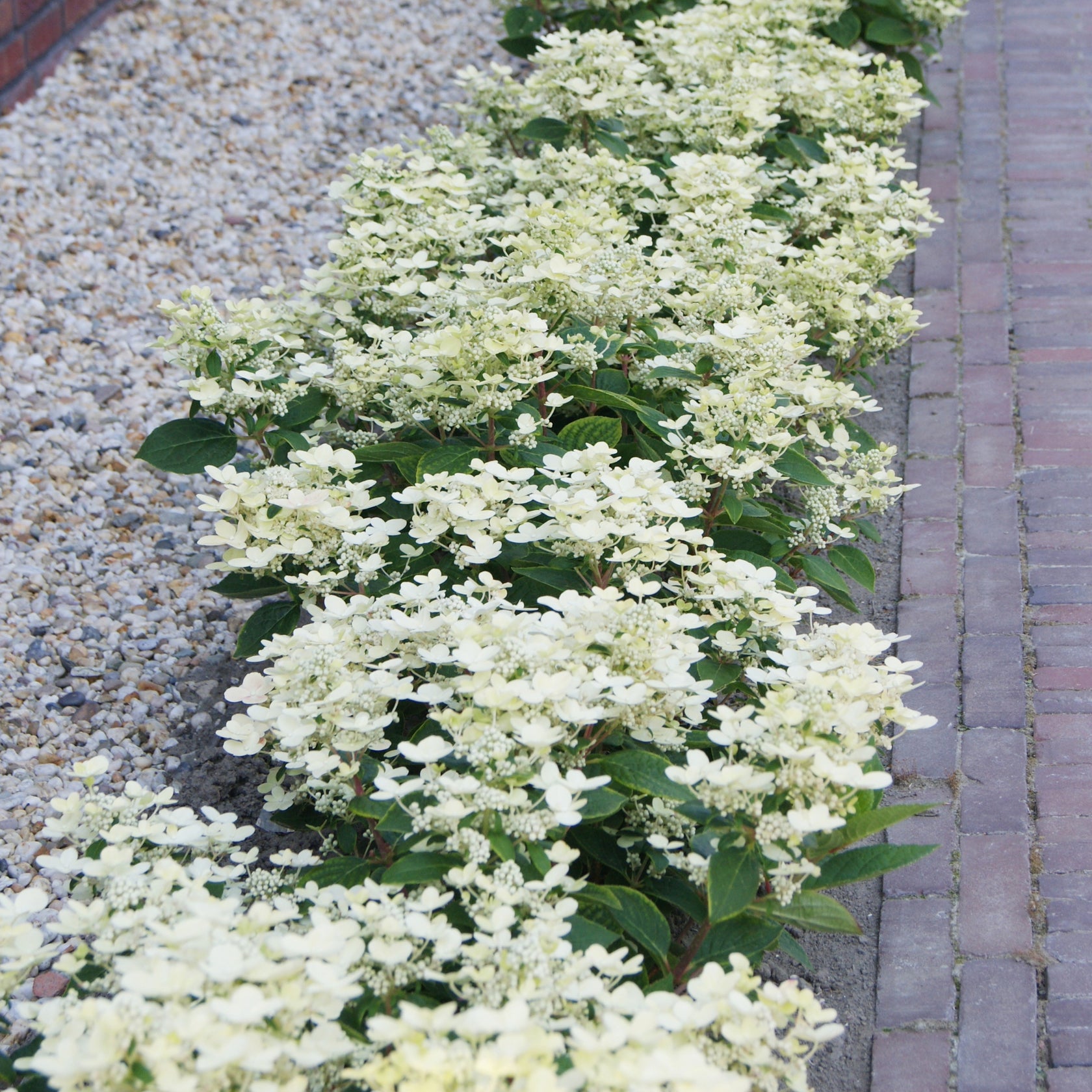 EARLY EVOLUTION Panicle Hydrangea – Jardineries Botanix