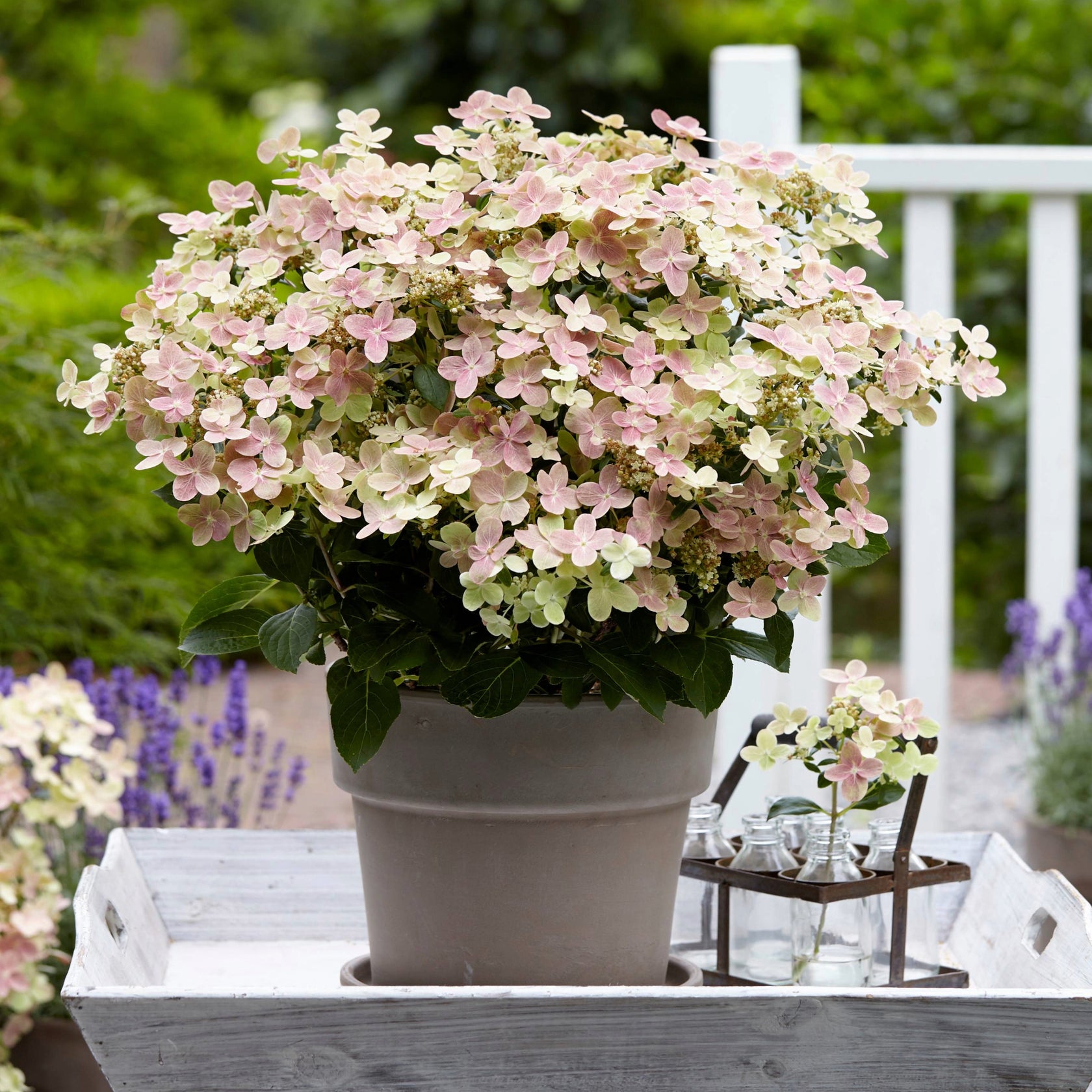 EARLY EVOLUTION Panicle Hydrangea – Jardineries Botanix