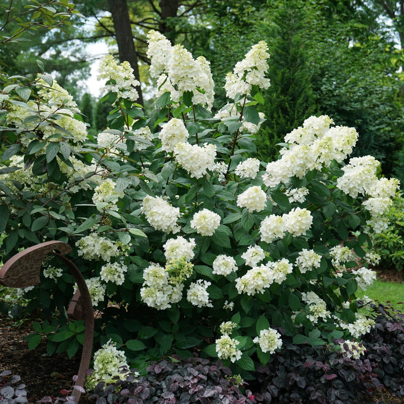 A Fireworks of Summer Colour | Fire Light® Hydrangea | Hydrangea ...