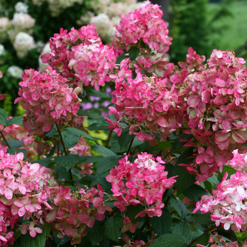 A Fireworks of Summer Colour | Fire Light® Hydrangea | Hydrangea ...