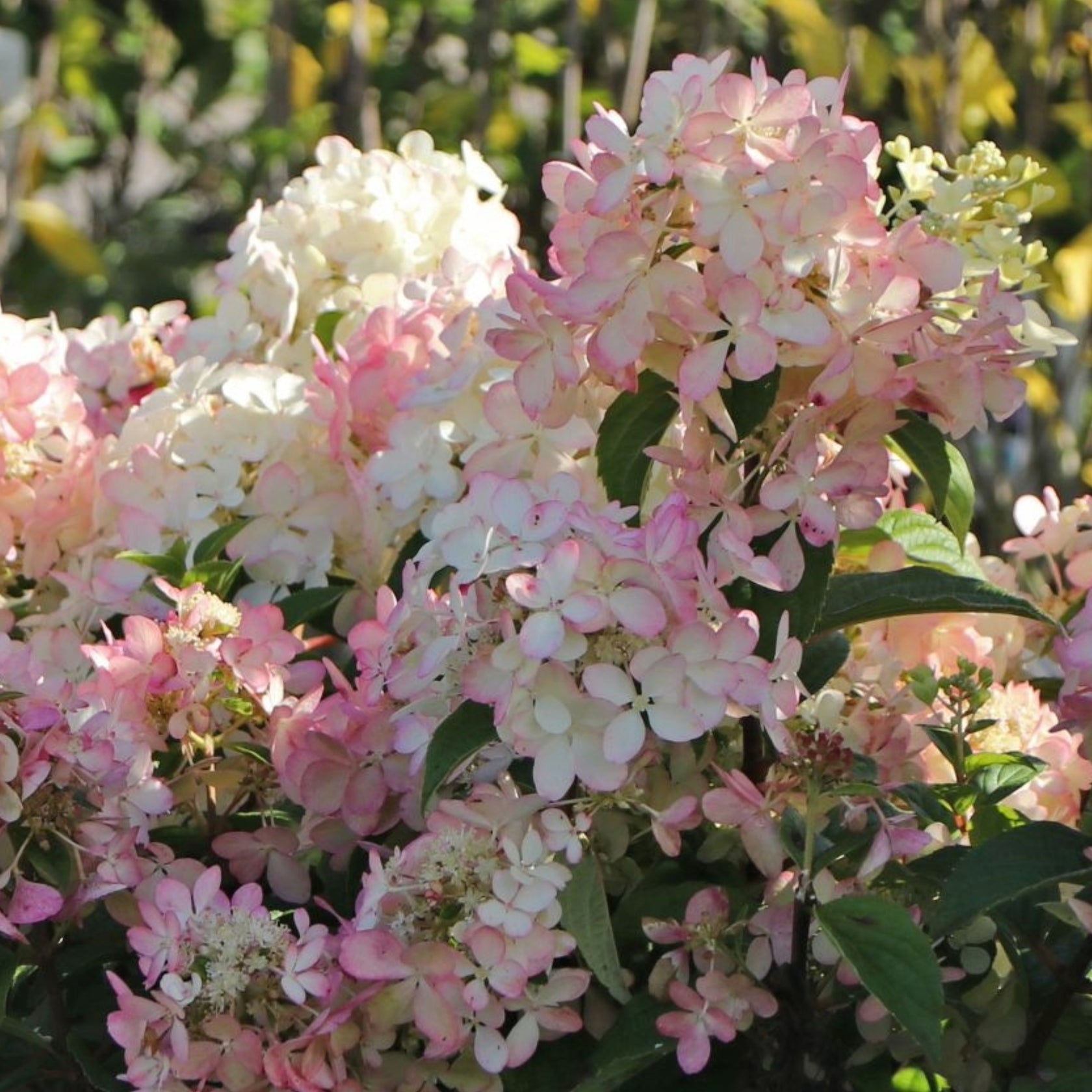 Dwarf 'Petite® Star' Hydrangea | A Show of Colours | Botanix ...