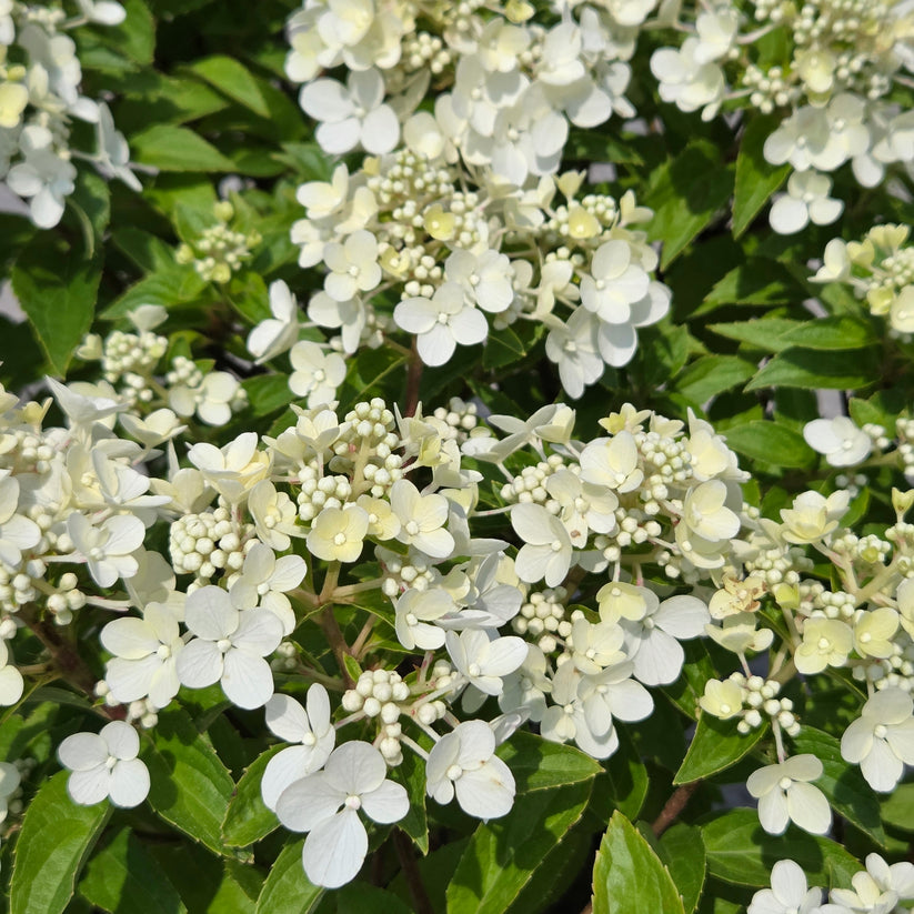 Dwarf 'Petite® Star' Hydrangea | A Show of Colours | Botanix ...